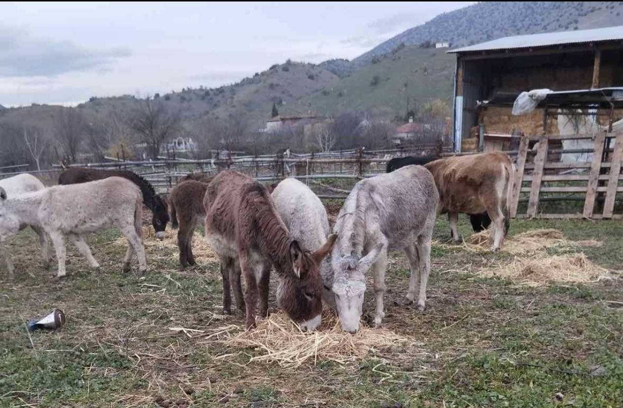ΑΓΓΕΛΙΑ ΠΩΛΗΣΗΣ ΓΑΪΔΟΥΡΙΩΝ ΣΤΗ ΦΑΡΚΑΔΟΝΑ