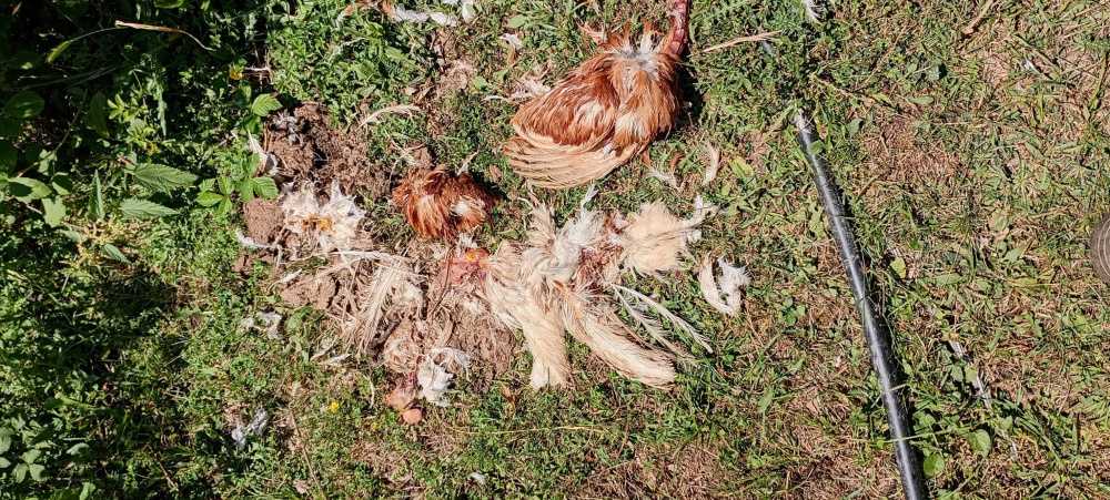 Δεν άφησε καμία κότα η αρκούδα που έκανε επιδρομή σε κοτέτσι στον ...